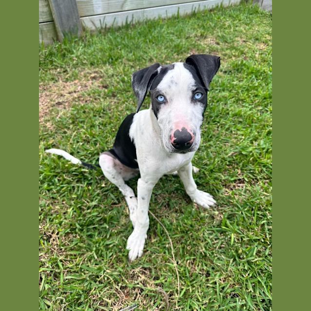 Fig - Large Male Great Dane x Kelpie Mix Dog in QLD - PetRescue