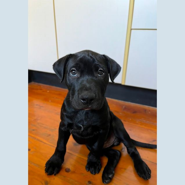 Sirius - 9 Week Old Staffy X (Trial) - Medium Male Staffy Mix Dog in ...