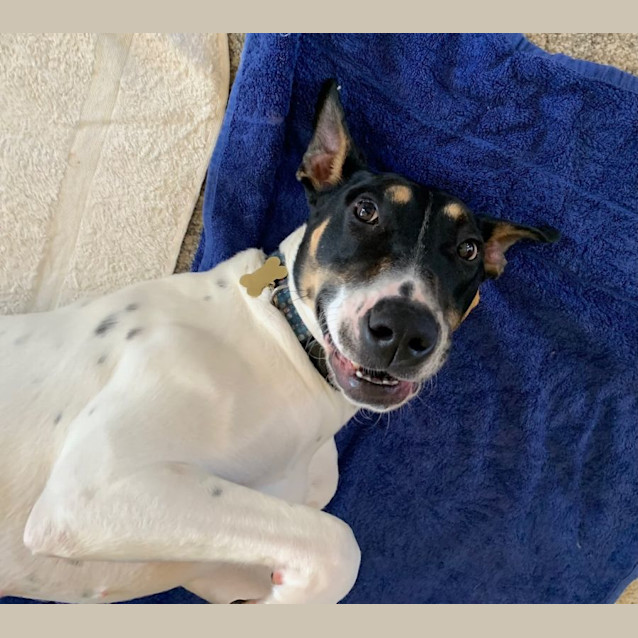 Ribena - Medium Female Staffy x Jack Russell Terrier Mix Dog in VIC ...