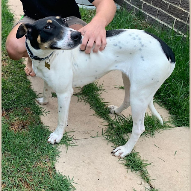 Ribena - Medium Female Staffy x Jack Russell Terrier Mix Dog in VIC ...