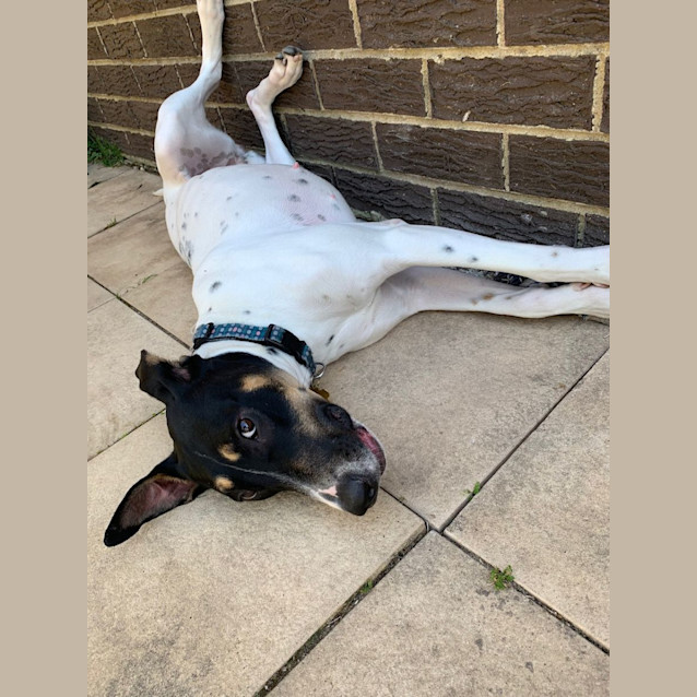 Ribena - Medium Female Staffy x Jack Russell Terrier Mix Dog in VIC ...
