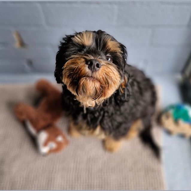 Milo - Small Male Cavoodle Mix Dog in ACT - PetRescue