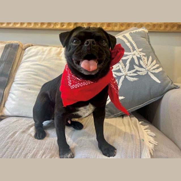 Maxy - 4 Year Old Pug (Trial) - Small Male Pug Dog in NSW - PetRescue