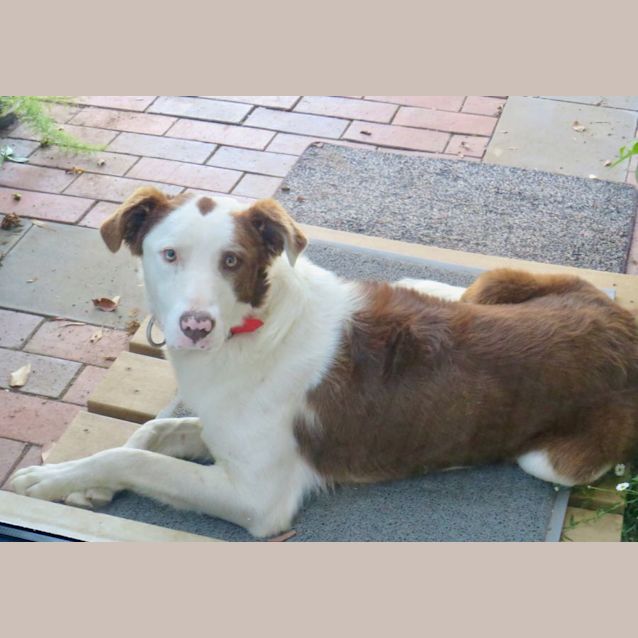 Archie - Medium Male Border Collie x Huntaway x Kelpie Mix Dog in VIC - PetRescue