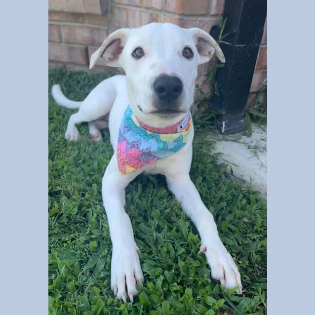 Airlie - Medium Male Rhodesian Ridgeback x Jack Russell Terrier Mix Dog ...