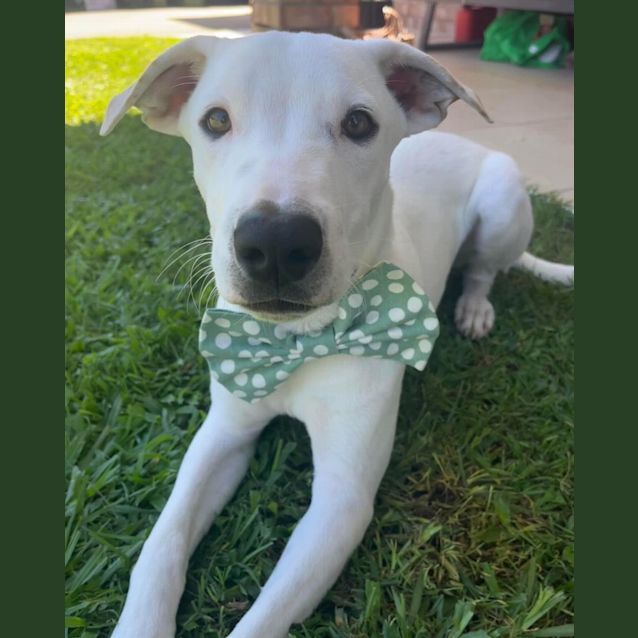 Airlie - Medium Male Rhodesian Ridgeback x Jack Russell Terrier Mix Dog ...