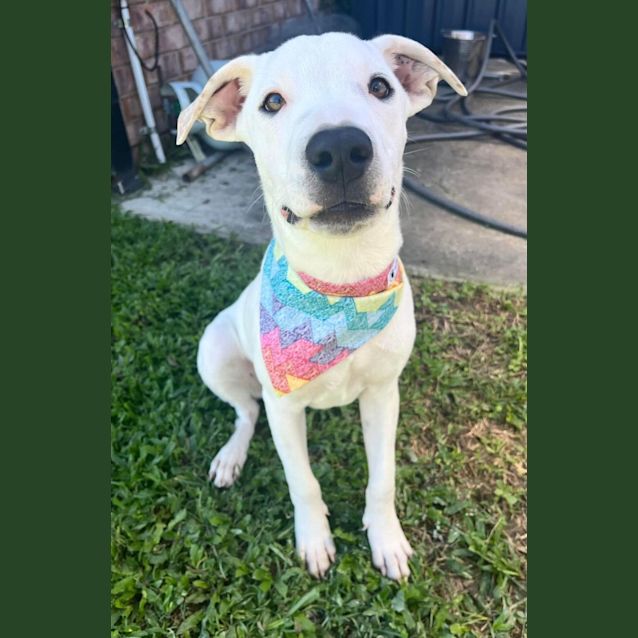 Airlie - Medium Male Rhodesian Ridgeback x Jack Russell Terrier Mix Dog ...