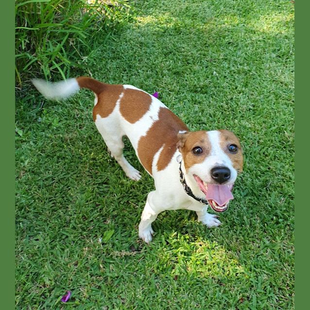 Diego - Small Male Jack Russell Terrier x Fox Terrier Dog in NSW ...