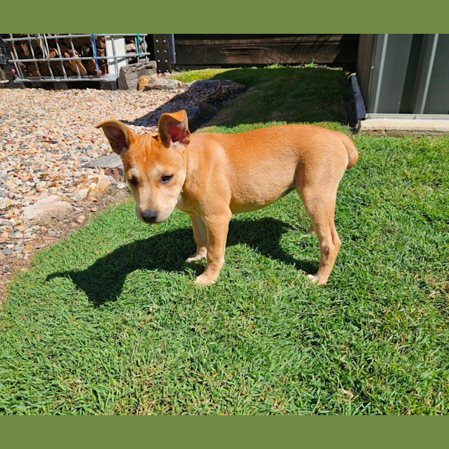 Bindi - Medium Female Staffy x Australian Cattle Dog Mix Dog in QLD ...
