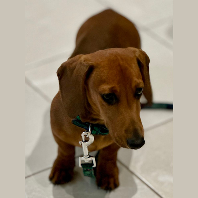 Frankie the Mini Dachshund - Small Male Dachshund Dog in VIC - PetRescue