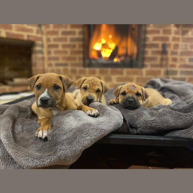 Snickers - Medium Male Mixed Breed Mix Dog in WA - PetRescue