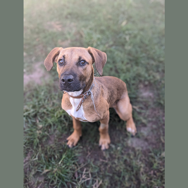 Eclair - Large Female Bull Arab x Rhodesian Ridgeback Mix Dog in QLD ...