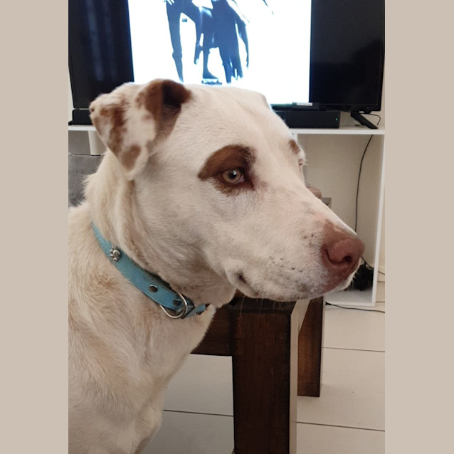 Kida - Medium Female Shar-Pei x Labrador Mix Dog in QLD - PetRescue