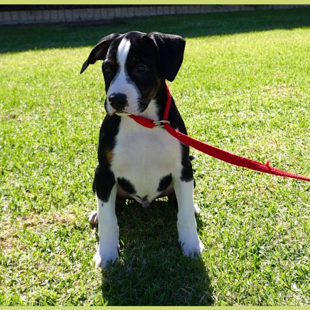 Pluto - Medium Male Cross breed Dog in WA - PetRescue