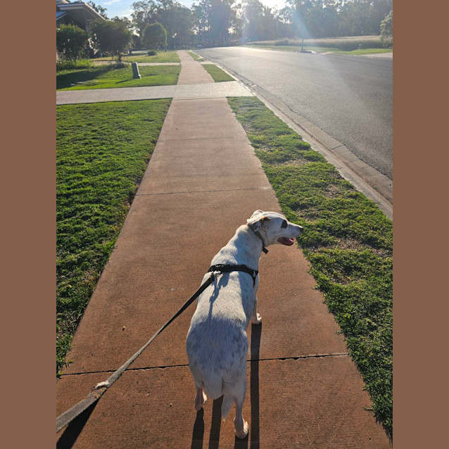 Kida - Medium Female Shar-Pei x Labrador Mix Dog in QLD - PetRescue
