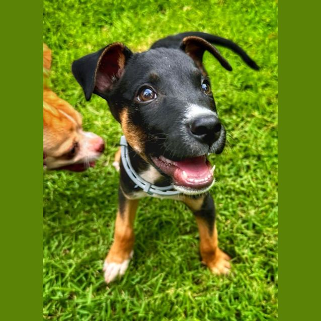 Fitz - Small Male Mixed Breed Dog in WA - PetRescue