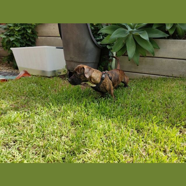 Vader - Dachshund x Frenchie - Small Male Dachshund Mix Dog in QLD ...