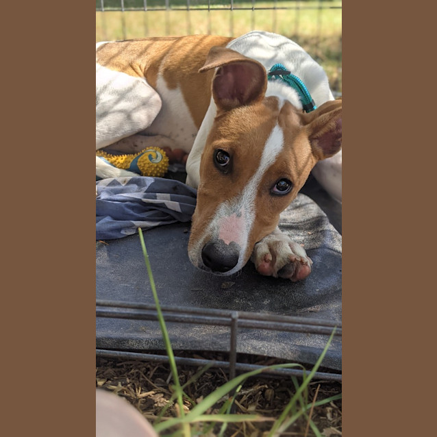 Katie - Medium Female Greyhound x Kelpie Mix Dog in WA - PetRescue