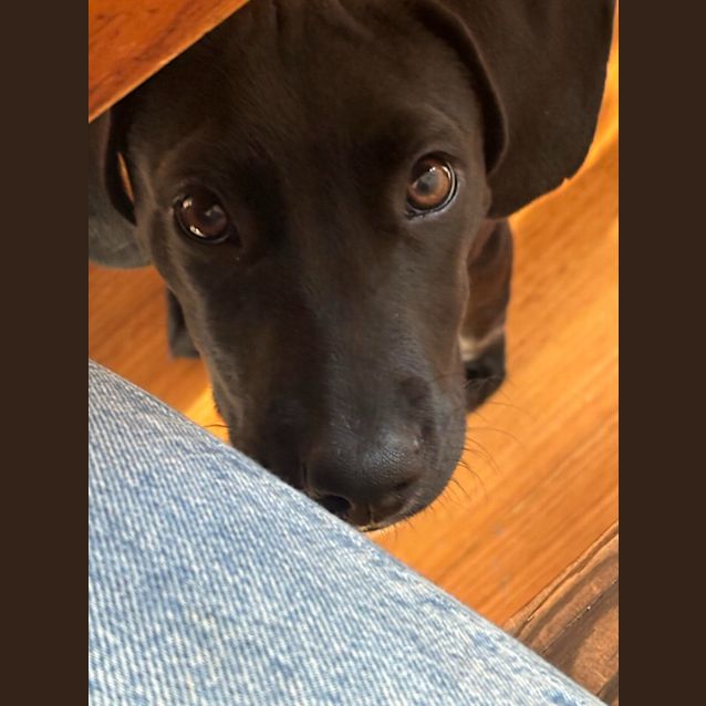 Winnie - Medium Female German Shorthaired Pointer x Harrier Mix Dog in ...