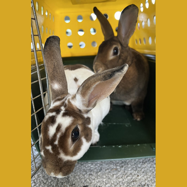 Freckles - Female Rex Mix Rabbit in NSW - PetRescue