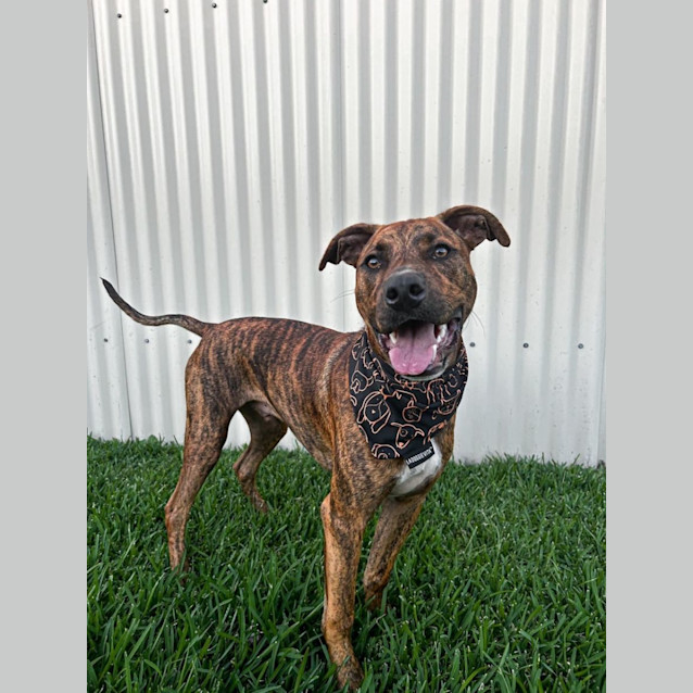 Porter *$150 Adoption Fee* - Medium Male Staffy x Rhodesian Ridgeback ...