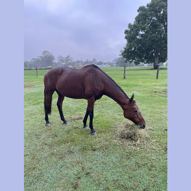 Montana - Female Thoroughbred Mix Horse in QLD - PetRescue