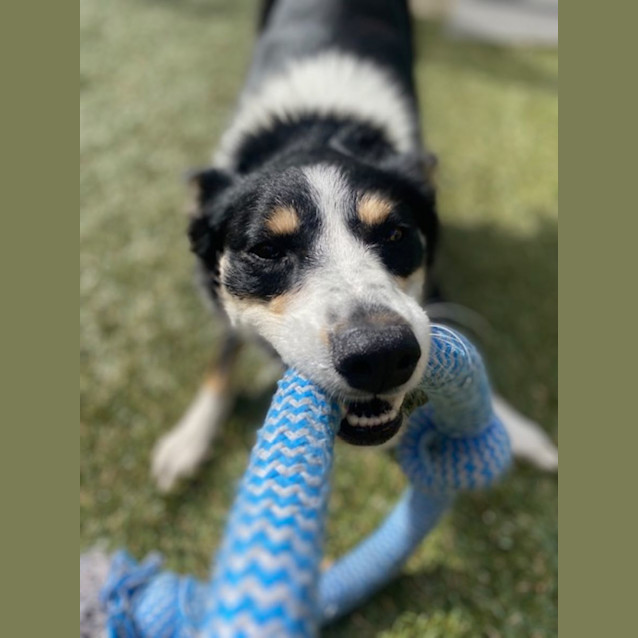 Weeble - Medium Female Kelpie x Border Collie Mix Dog in VIC - PetRescue