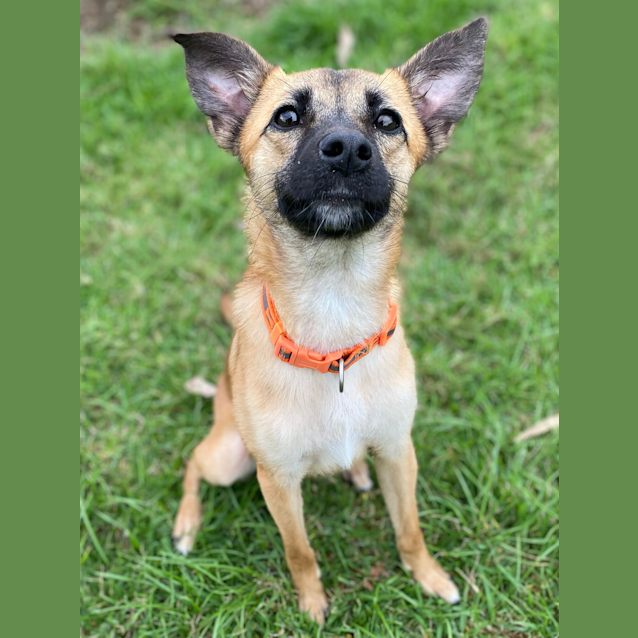 Poppet - Small Female Jack Russell Terrier, Wirehaired x Belgian ...