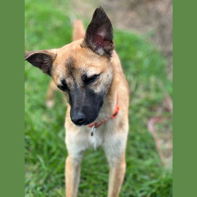 Poppet - Small Female Jack Russell Terrier, Wirehaired x Belgian ...