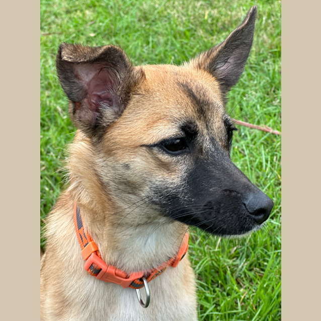 Poppet - Small Female Jack Russell Terrier, Wirehaired x Belgian ...