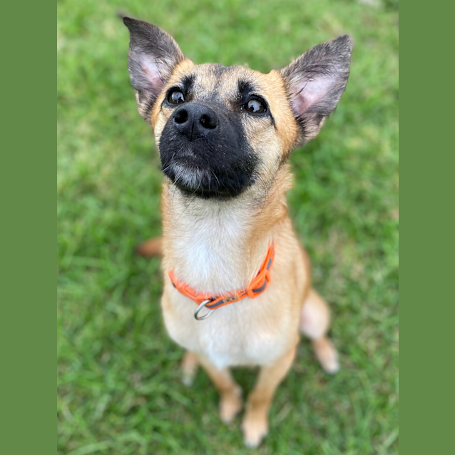 Poppet - Small Female Jack Russell Terrier, Wirehaired x Belgian ...
