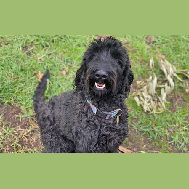 Charles - Large Male Labradoodle Mix Dog in VIC - PetRescue