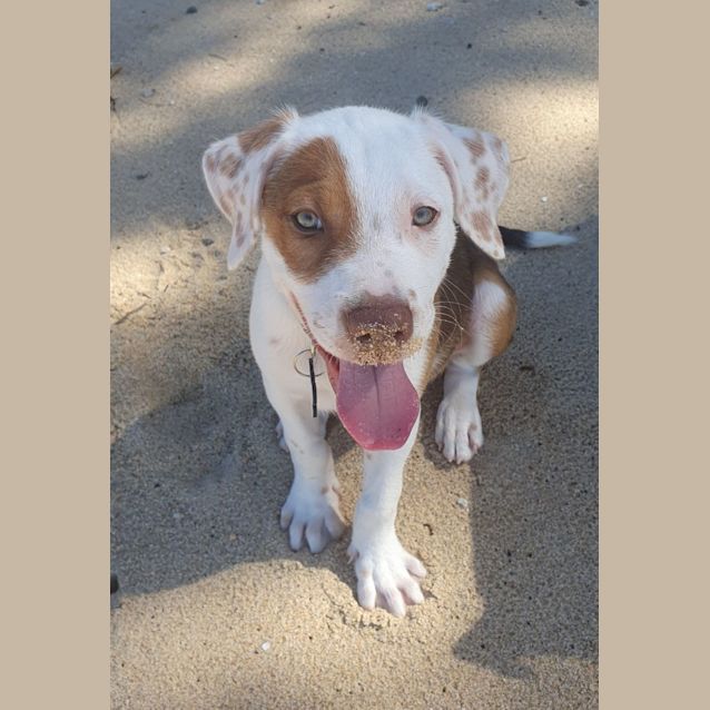 Apache - Medium Male Koolie x Staffordshire Bull Terrier Mix Dog in NSW ...