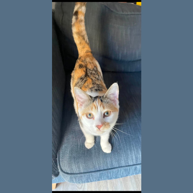 Sybil - Female Domestic Short Hair Cat in VIC - PetRescue