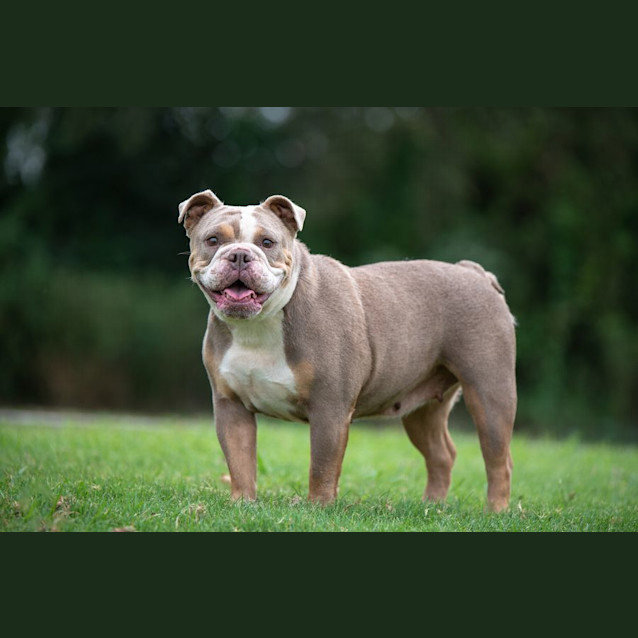 Roxy - Medium Female British Bulldog Dog in NSW - PetRescue