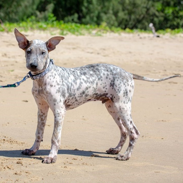 Buck - Medium Male Mixed Breed Dog in QLD - PetRescue