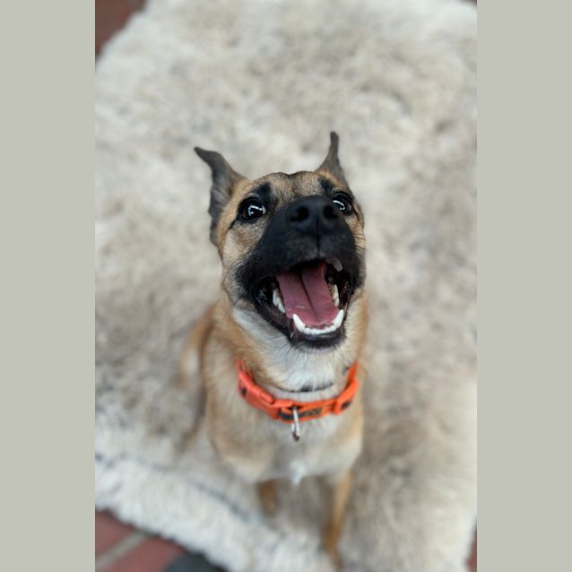 Poppet - Small Female Jack Russell Terrier, Wirehaired x Belgian ...