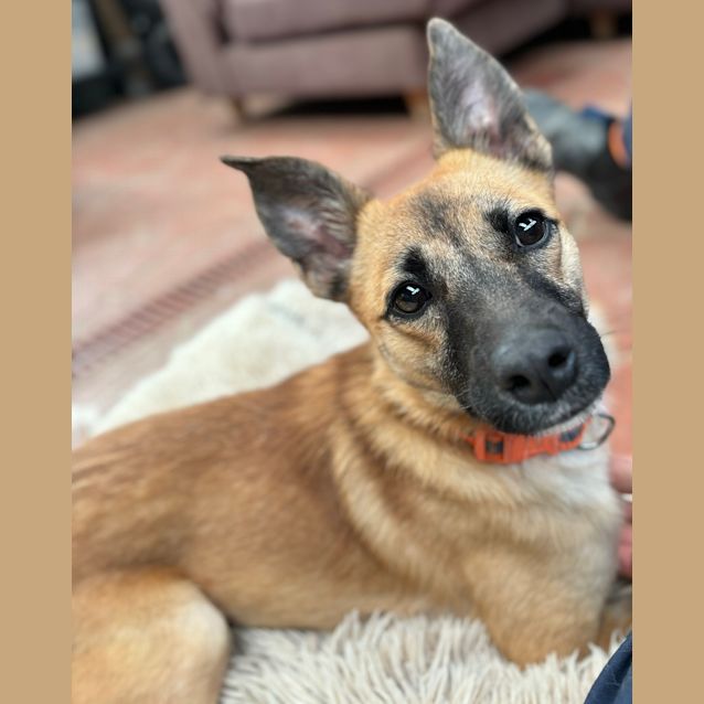 Poppet - Small Female Jack Russell Terrier, Wirehaired x Belgian ...