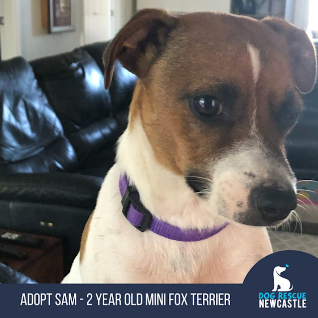 Sam - 2 Year Old Mini Fox Terrier (Trial) - Small Male Miniature Fox ...