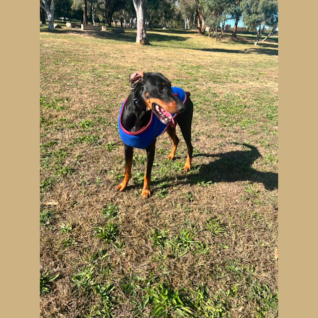 Mr. Hades von Dobermann esq. - Large Male Doberman Dog in ACT - PetRescue