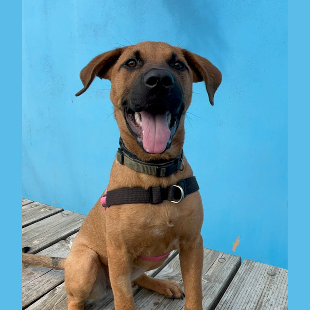 Bagel - Large Female Bull Arab x Rhodesian Ridgeback Mix Dog in QLD ...