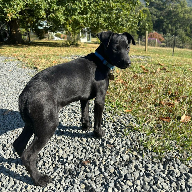 Rambutan - Medium Female Kelpie x German Shepherd x Rhodesian Ridgeback ...