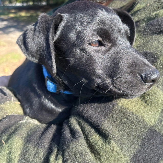 Rambutan - Medium Female Kelpie x German Shepherd x Rhodesian Ridgeback ...