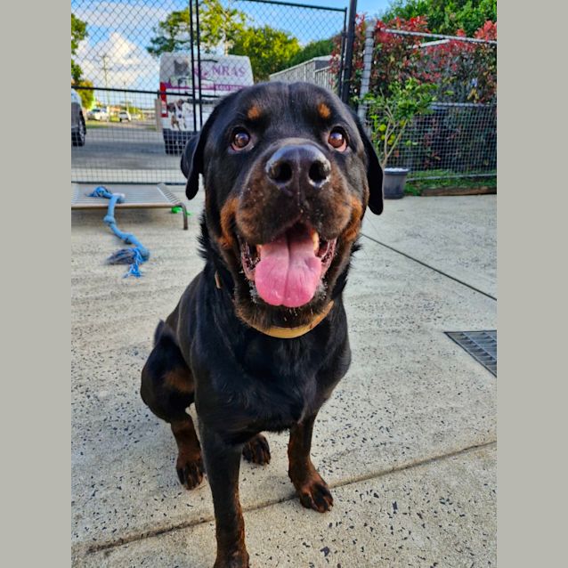 D979 Chop - Large Male Rottweiler Dog in NSW - PetRescue