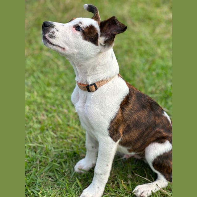 Neville - Medium Male Kelpie x Australian Cattle Dog x Staffy Mix Dog ...