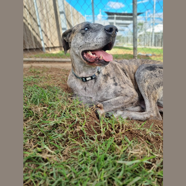 Nugget - Large Male Great Dane x Louisiana Catahoula Leopard Dog Mix ...