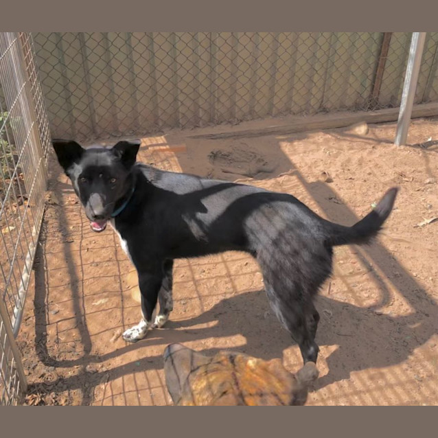 Arlo - Medium Male Border Collie Mix Dog in NSW - PetRescue