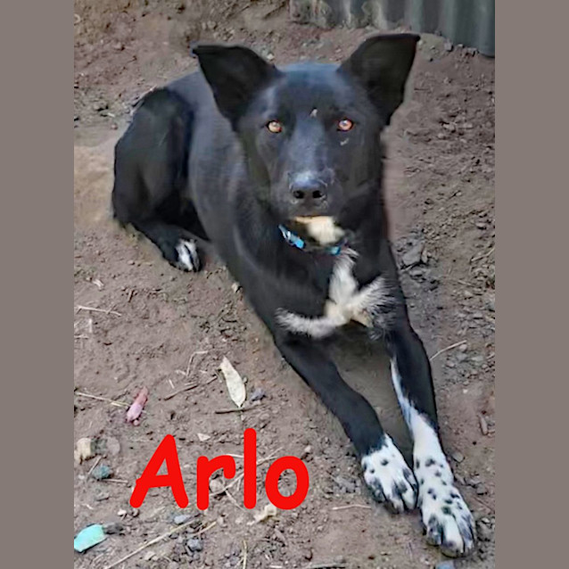 Arlo - Medium Male Border Collie Mix Dog in NSW - PetRescue