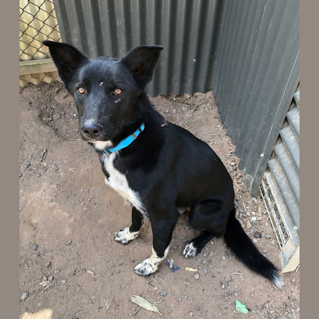 Arlo - Medium Male Border Collie Mix Dog in NSW - PetRescue