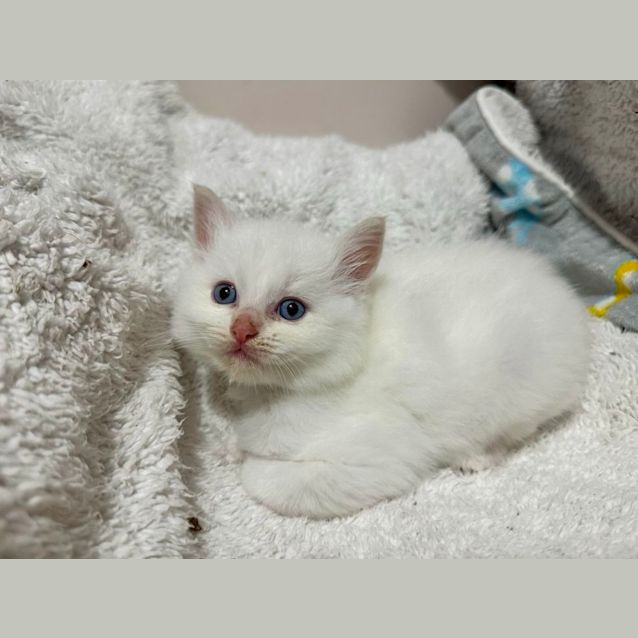 Lennox - Male Ragdoll Cat in QLD - PetRescue
